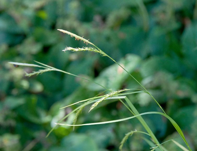 Glanzmispel – Photinia fraseri ‘Red Robin‘ | Hauenstein AG