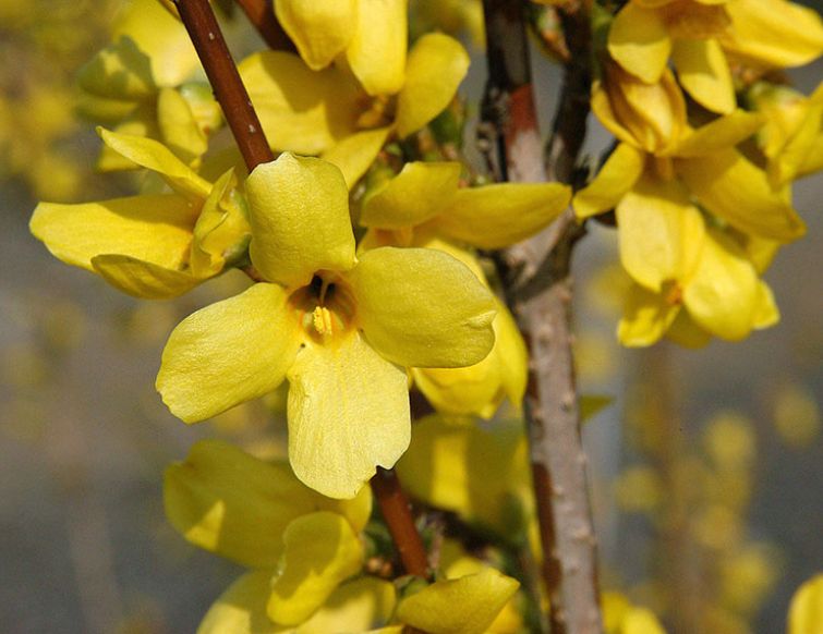 Reben für den Hausgarten | Hauenstein AG