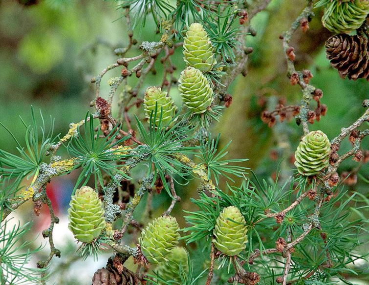Rottanne, Fichte – Picea abies | Hauenstein AG