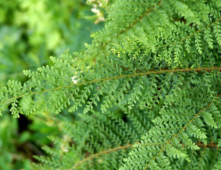 Rottanne, Fichte – Picea abies | Hauenstein AG