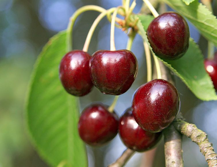 Hasel – Corylus avellana | Hauenstein AG
