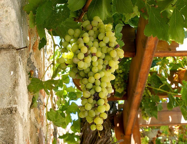 Videoanleitung: Schnitt und Pflege von Reben | Hauenstein AG