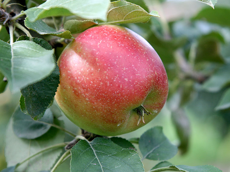 Videoanleitung: Pflanzung von Obstbäumen | Hauenstein AG