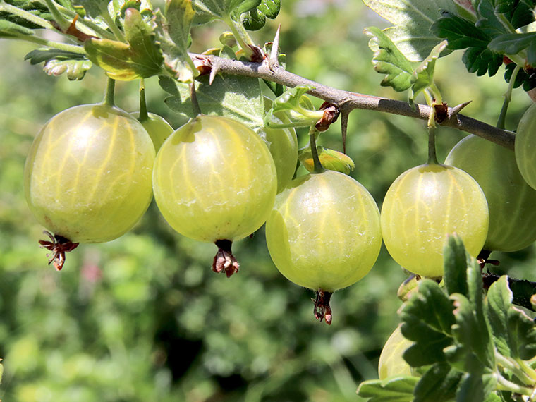 Videoanleitung: Pflanzung von Stachelbeeren | Hauenstein AG