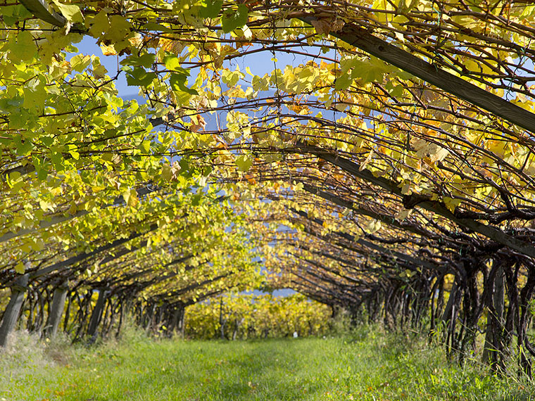 Videoanleitung: Schnitt und Pflege von Reben | Hauenstein AG