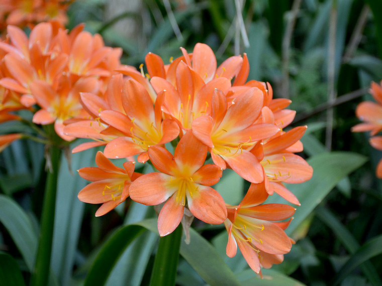 Klivie – Clivia | Hauenstein AG