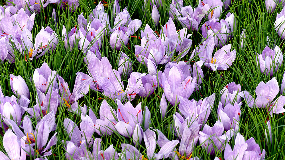 Safran – Crocus sativus | Hauenstein AG