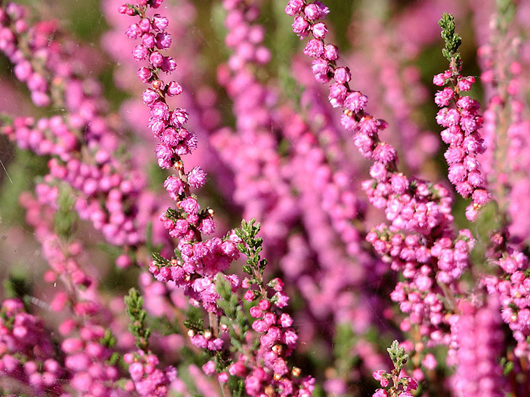 Besenheide – Calluna vulgaris | Hauenstein AG