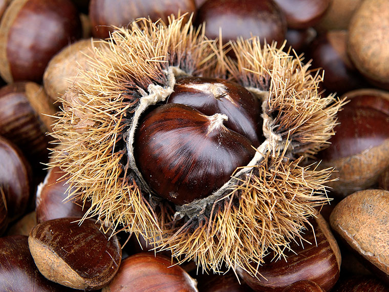 Edelkastanie, Marroni (Castanea sativa) | Hauenstein AG