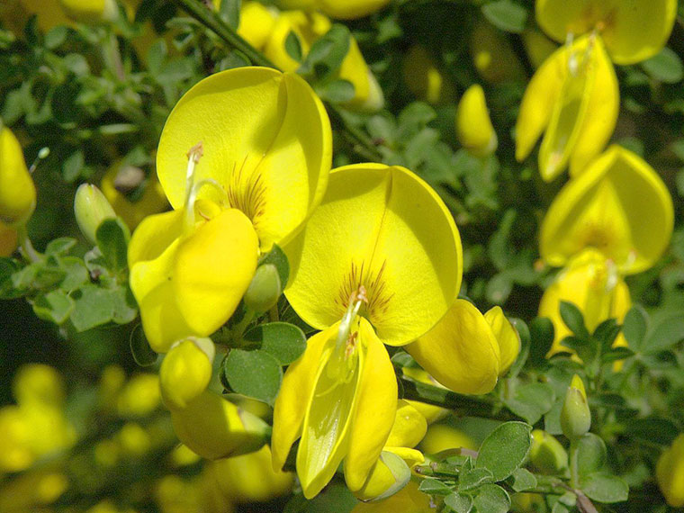 Ginster – Cytisus | Hauenstein AG