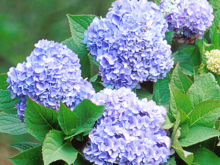 Hydrangea macrophylla endless summer store