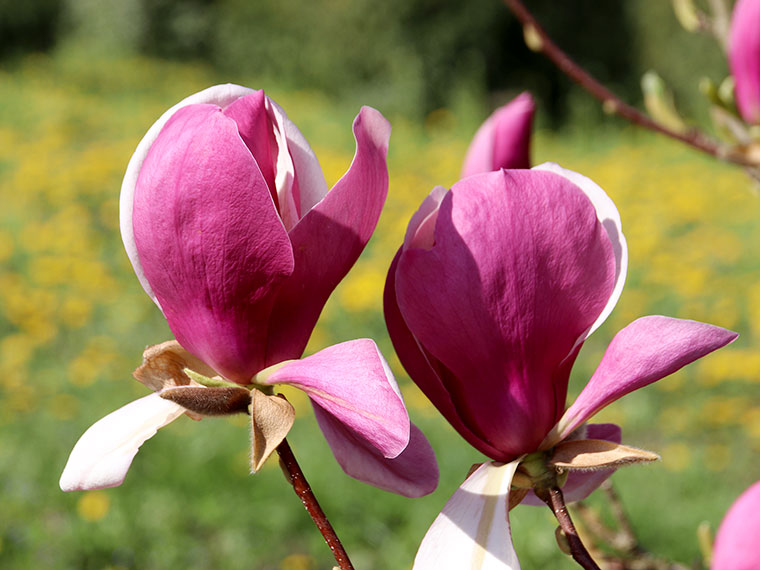 Magnolie – Magnolia | Hauenstein AG