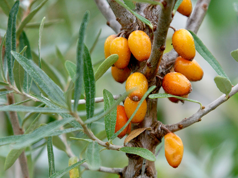 Sanddorn – Hippophae rhamnoide | Hauenstein AG