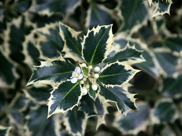 Stechpalme – Ilex | Hauenstein AG