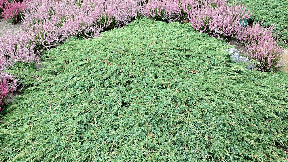 Wacholder – Juniperus | Hauenstein AG