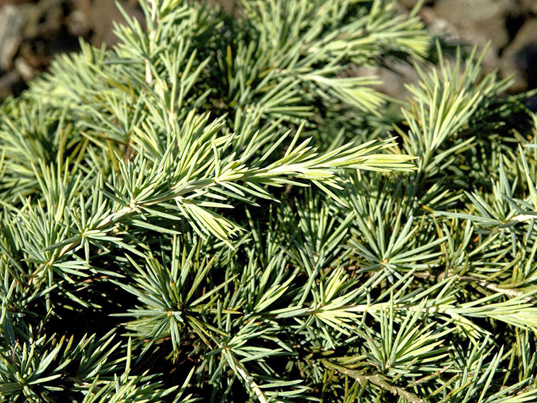 Zedern als Zwerg – Cedrus | Hauenstein AG