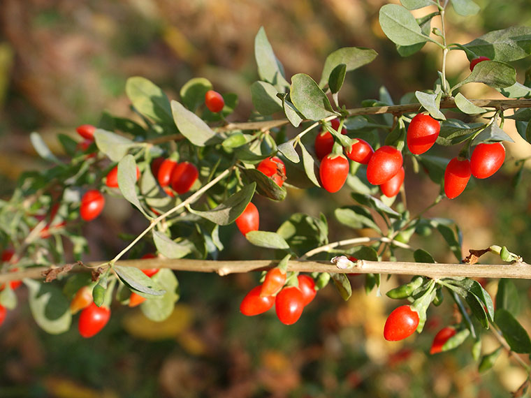 Goji-Beere – Lycium barbarum | Hauenstein AG