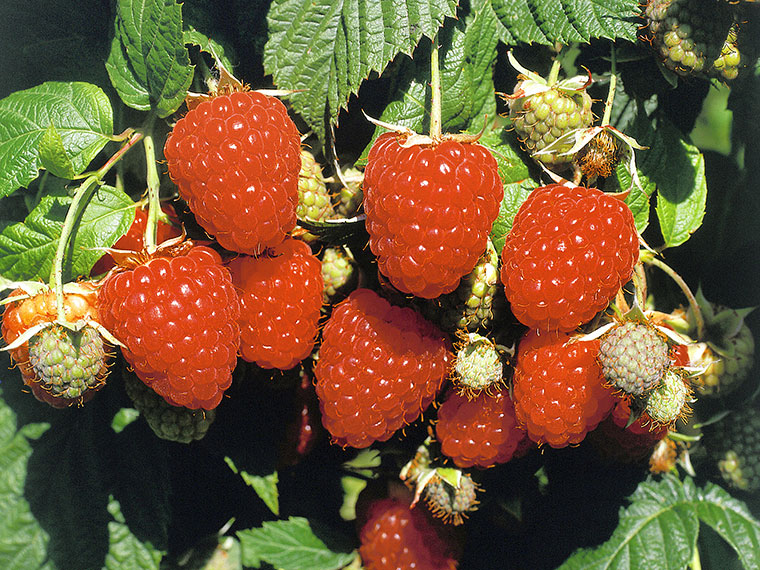 Himbeere Himbo-Top® | Hauenstein AG