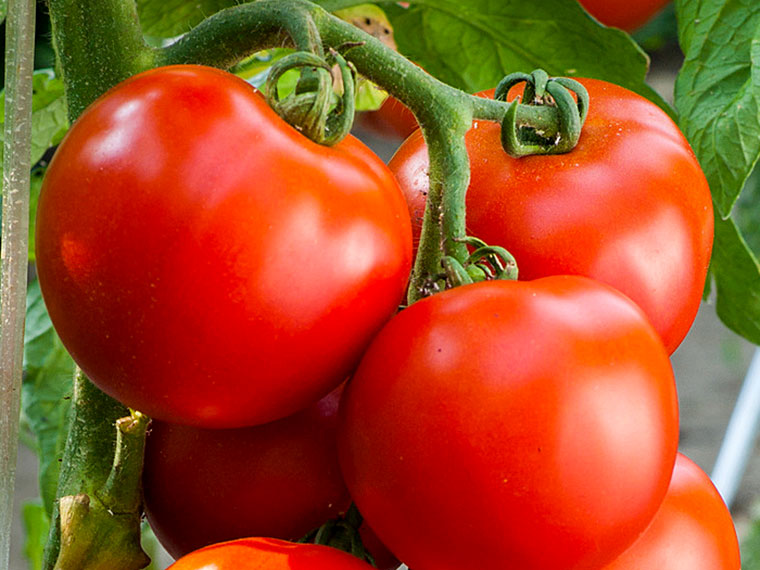 Tomate – Solanum lycopersicum Hybride | Hauenstein AG