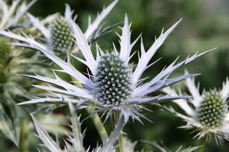 Eryngium – Edeldistel & Mannstreu für Garten & Beet | Hauenstein AG