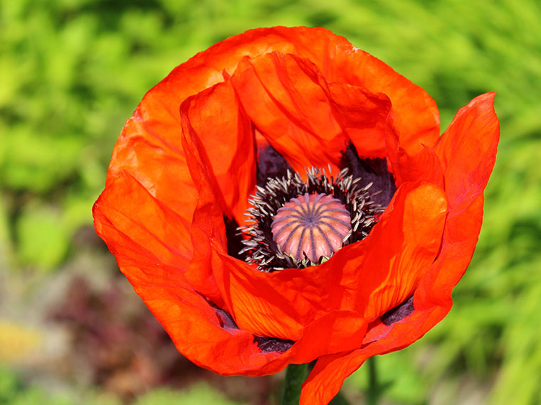 Orientalischer Mohn – Papaver orientale | Hauenstein AG