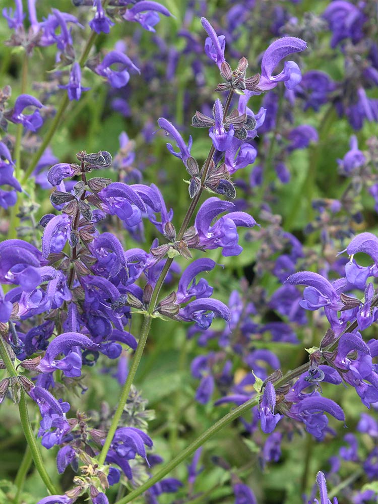 Salbei – Salvia | Hauenstein AG