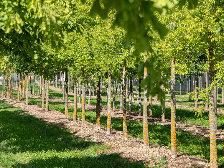 Baumschule – eine Schule für Bäume? | Hauenstein AG