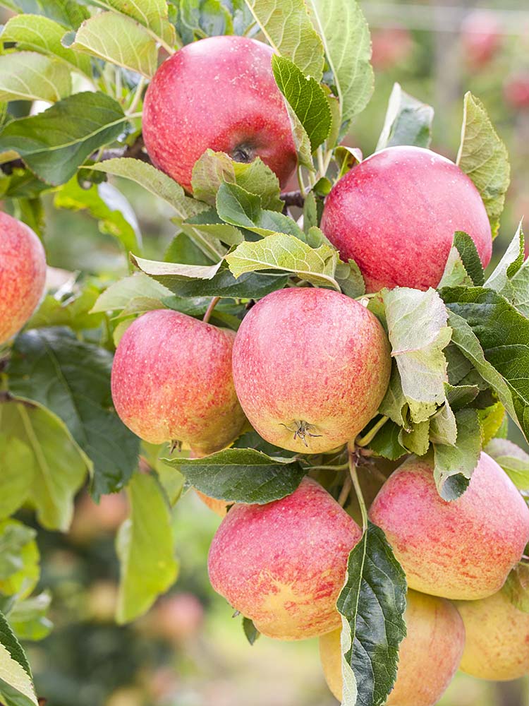 Befruchtung von Obstsorten | Hauenstein AG