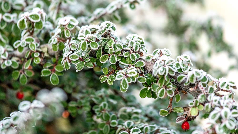 Die Eisheiligen | Hauenstein AG