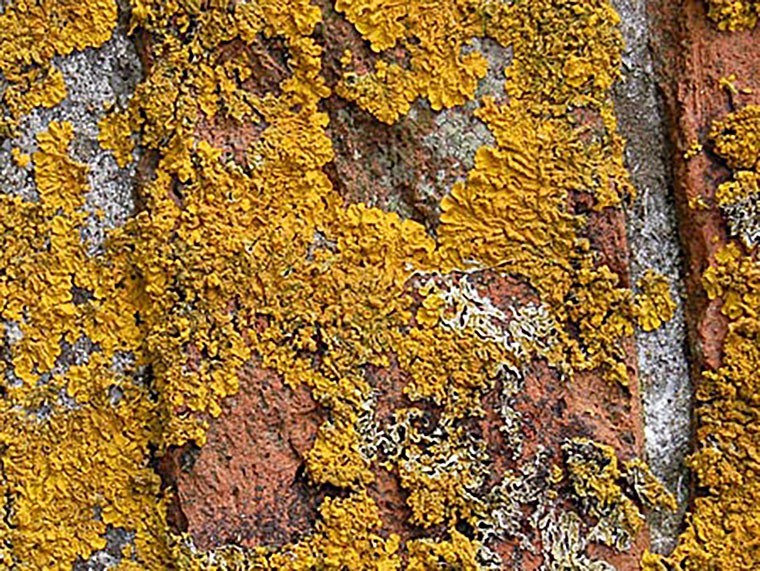 Flechten – die scheinbar Unscheinbaren | Hauenstein AG