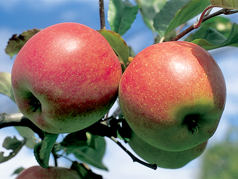 Hauensteins Obst- und Beeren | Hauenstein AG