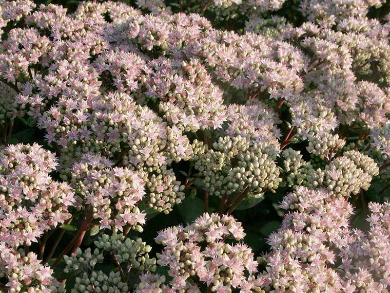 Staudenmischung Matrona | Hauenstein AG