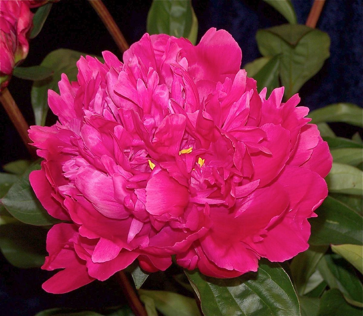 Pfingstrose Red Sarah Bernhard, Paeonia lactiflora Red Sarah Bernhard ...