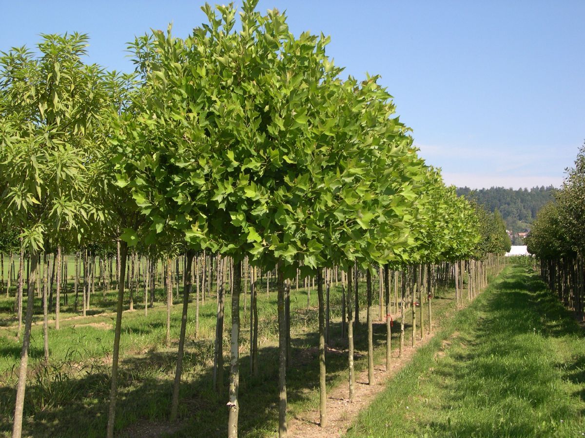 Platanus Hispanica Alphens Globe