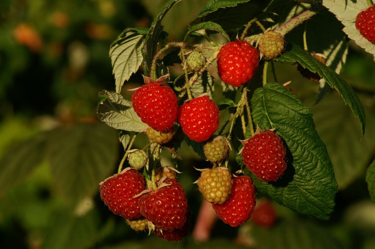 Autumn Bliss® Himbeere (anspruchslos, herbsttragend), Rubus Autumn ...