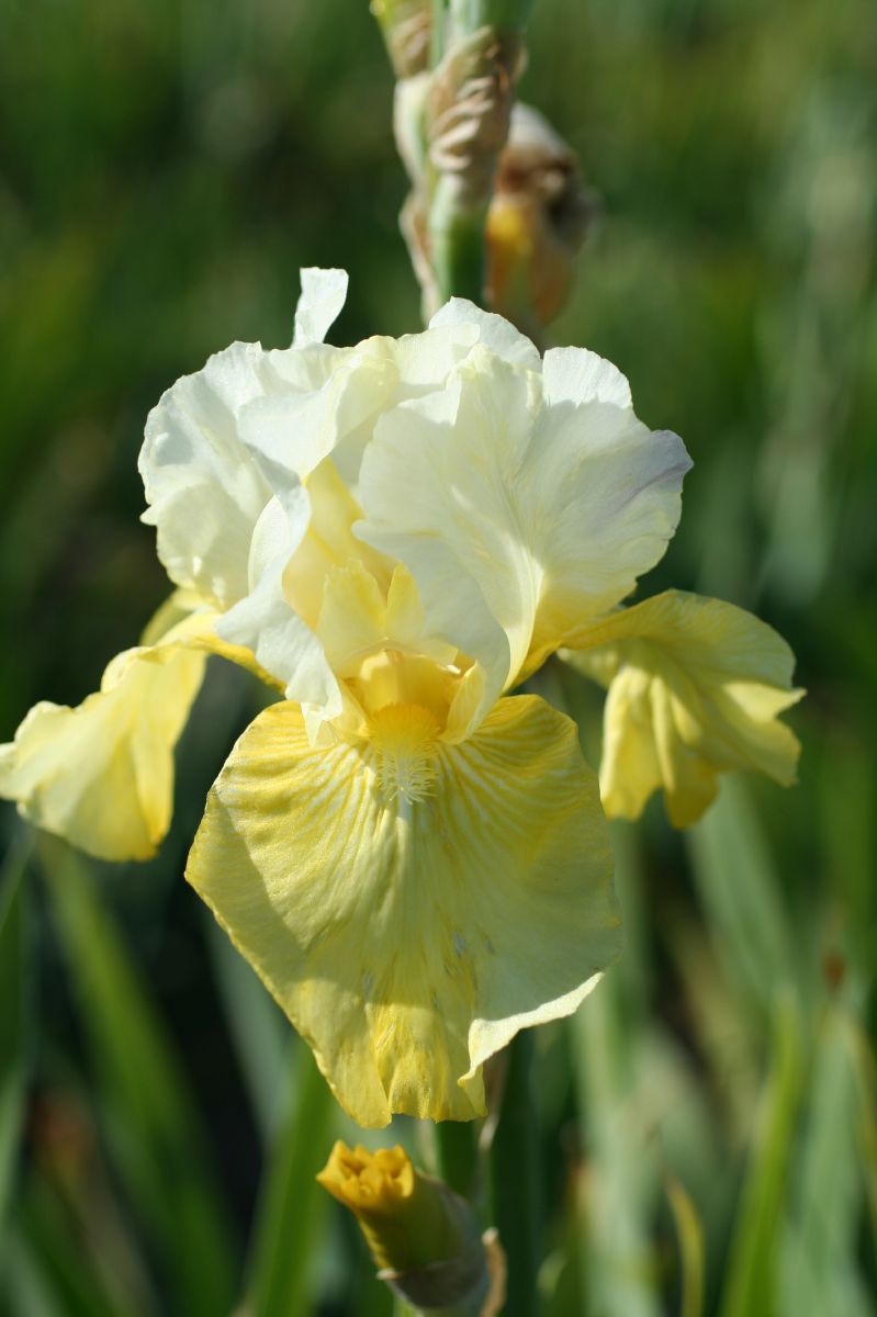 Hohe Bartiris Baroque Prelude, Iris barbata-eliator Baroque Prelude ...