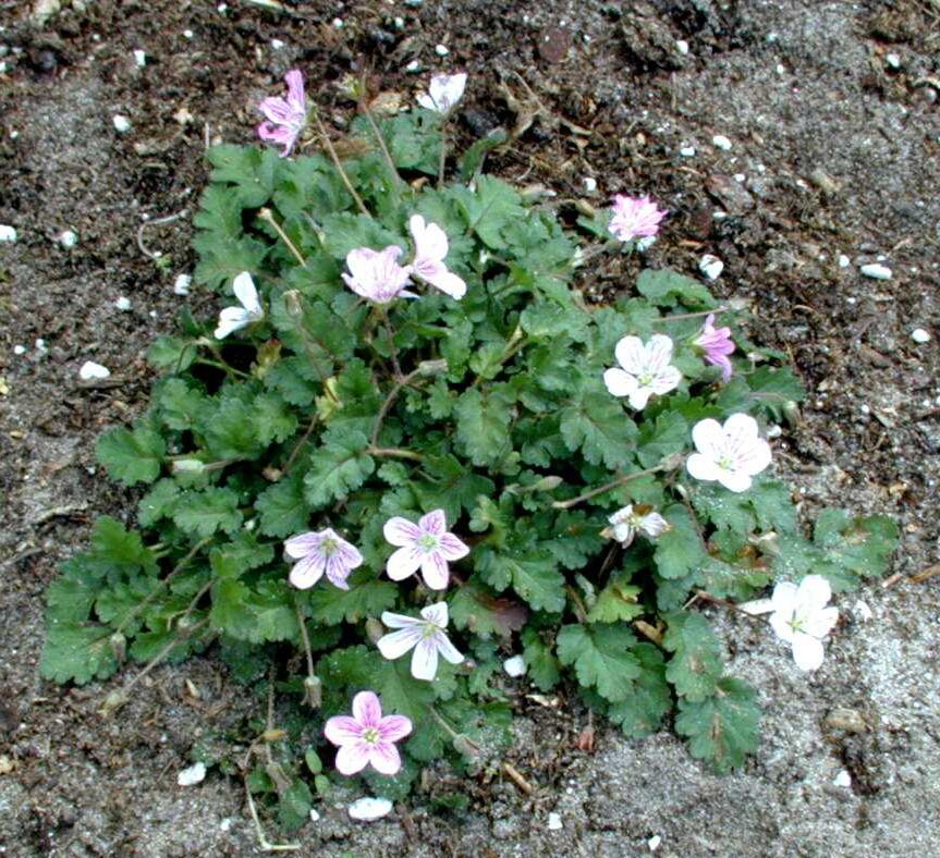 Reiherschnabel Roseum, Erodium variabile Roseum | Hauenstein AG
