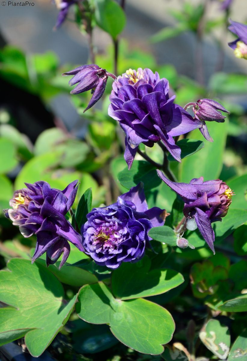 Akelei Winky Blue White, Aquilegia vulgaris Winky Blue White ...
