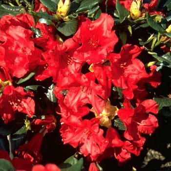 Rhododendron Baden-Baden, Rhododendron forrestii Baden-Baden ...