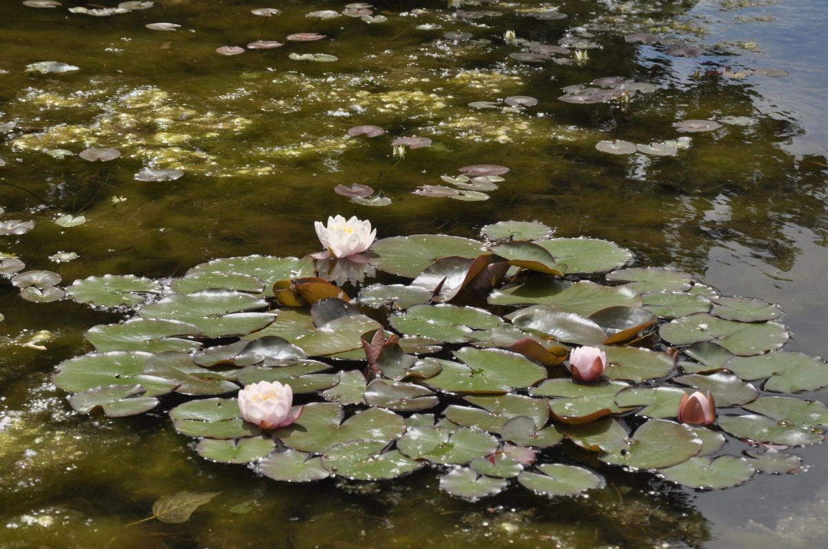 Zwergseerose Pygmaea Alba, Nymphaea Pygmaea Alba | Hauenstein AG