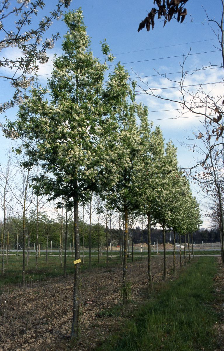 Traubenkirsche Matterhorn, Prunus padus Matterhorn | Hauenstein AG
