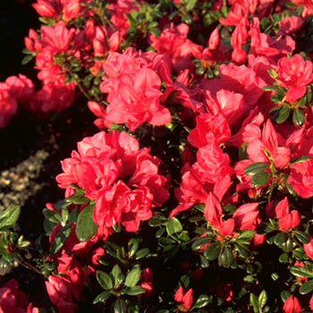 Japanische Azalee Canzonetta, Rhododendron japonicum Canzonetta ...