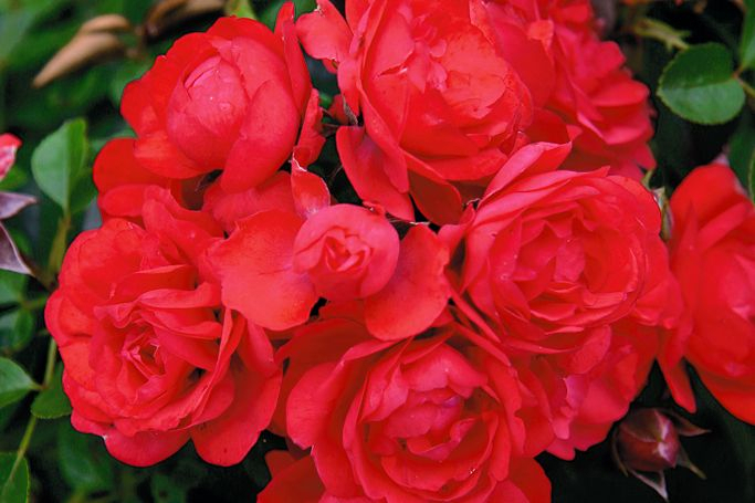 Sorrento® ADR 2006 Boden- und flächendeckende Rose (anspruchslos), Rosa ...