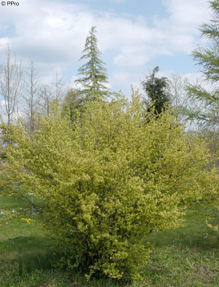 Alpenjohannisbeere Schmidt, Ribes alpinum Schmidt | Hauenstein AG