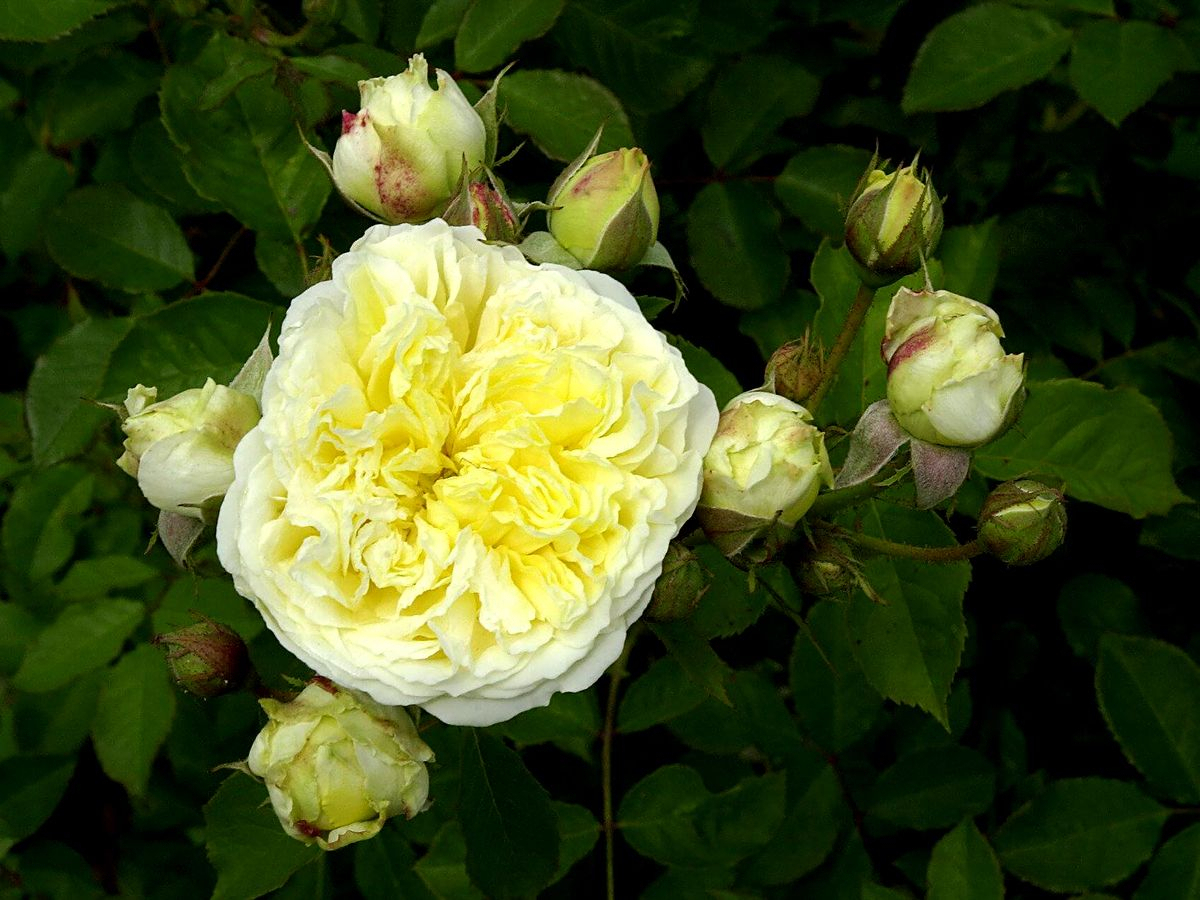 The Pilgrim® Romantische Rose (Englische Rose, starker Duft), Rosa The ...