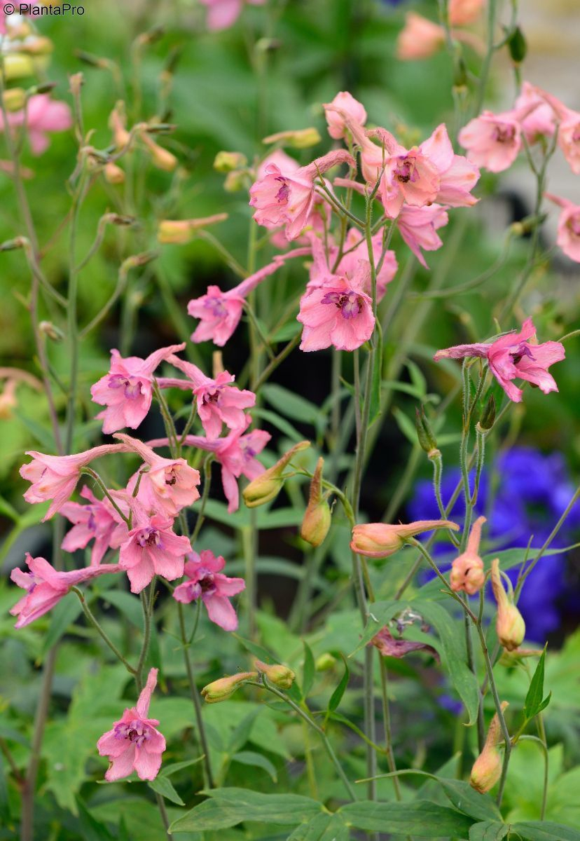 Rittersporn Pink Sensation, Delphinium ruysii Pink Sensation ...