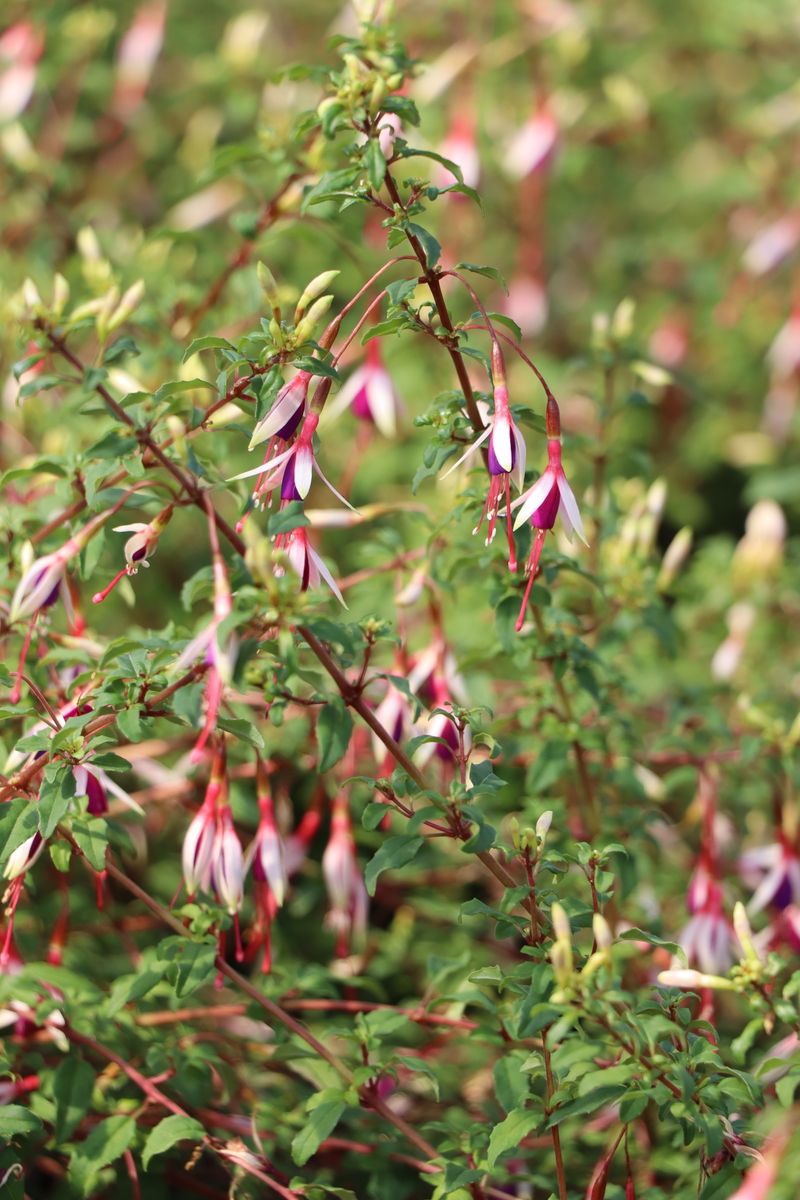 Freiland-Fuchsie Arauco, Fuchsia Arauco | Hauenstein AG