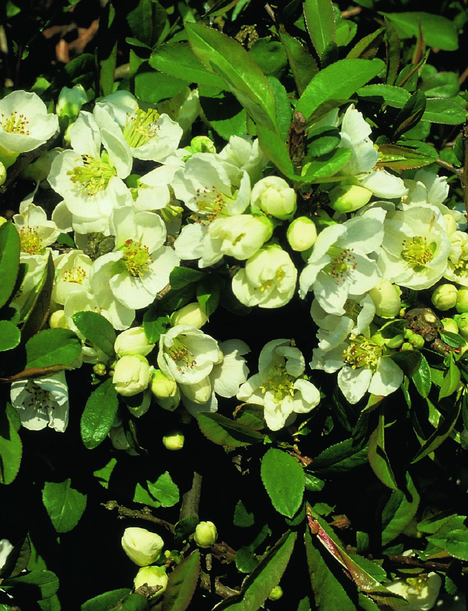 Zierquitte, Scheinquitte Issai White, Chaenomeles japonica Issai White ...