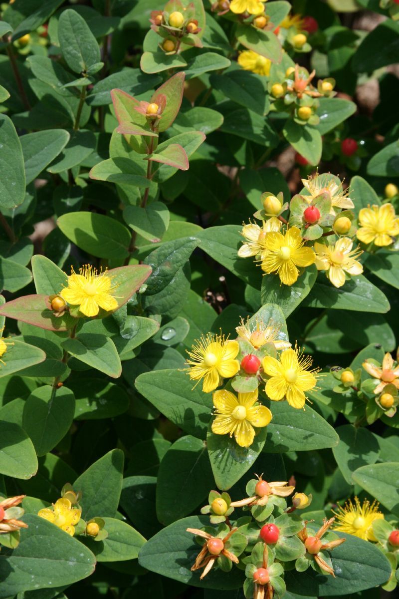 Johannisstrauch Magical Red Star, Hypericum inodorum Magical Red Star ...