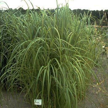 Gelbbuntes Schlickgras Aureomarginata, Spartina pectinata ...